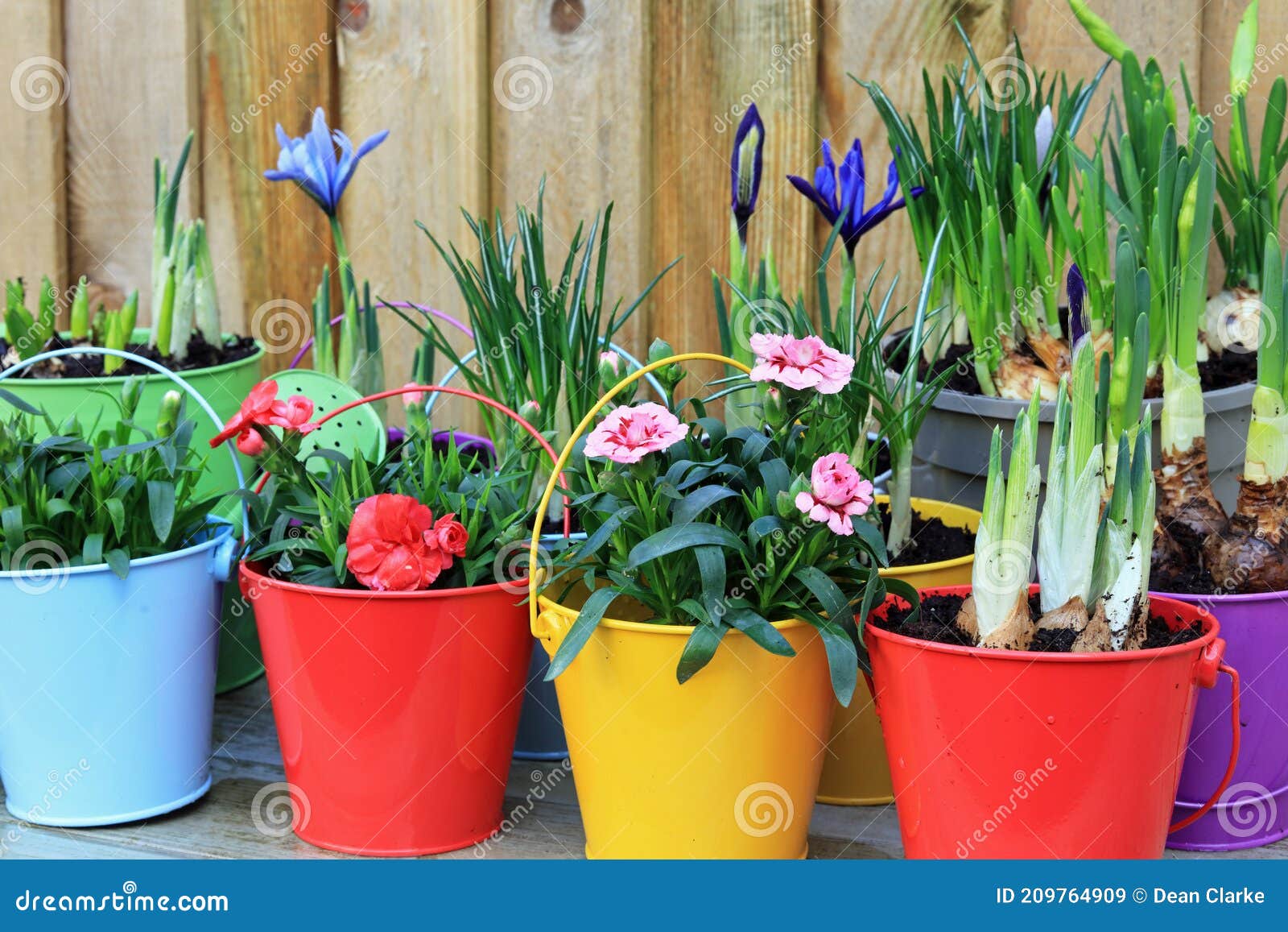 Spring Bulbs Growing in Colourful Pots Stock Image - Image of yellow ...