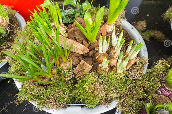 Spring Bulbs in a Plant Pot Stock Image - Image of green, bulbs: 89509537