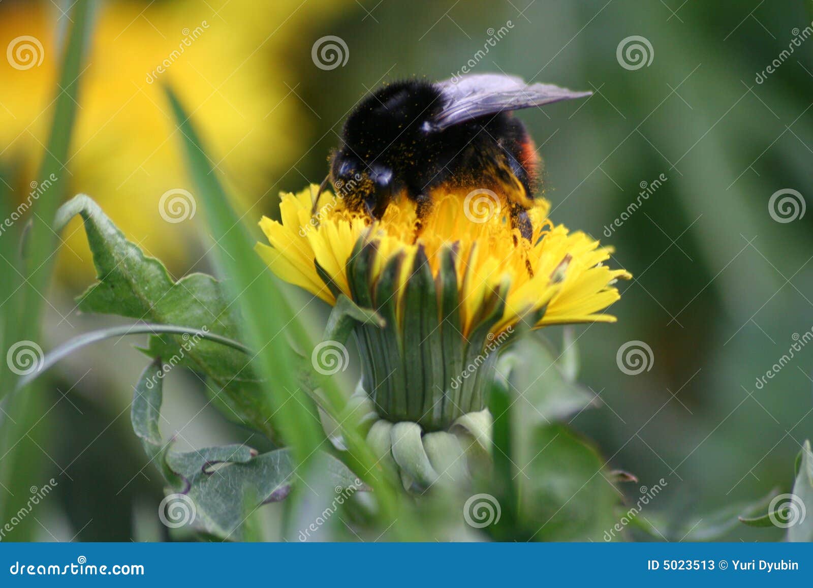 Spring bumblebees stock image. Image of flower, resurgence - 5023513