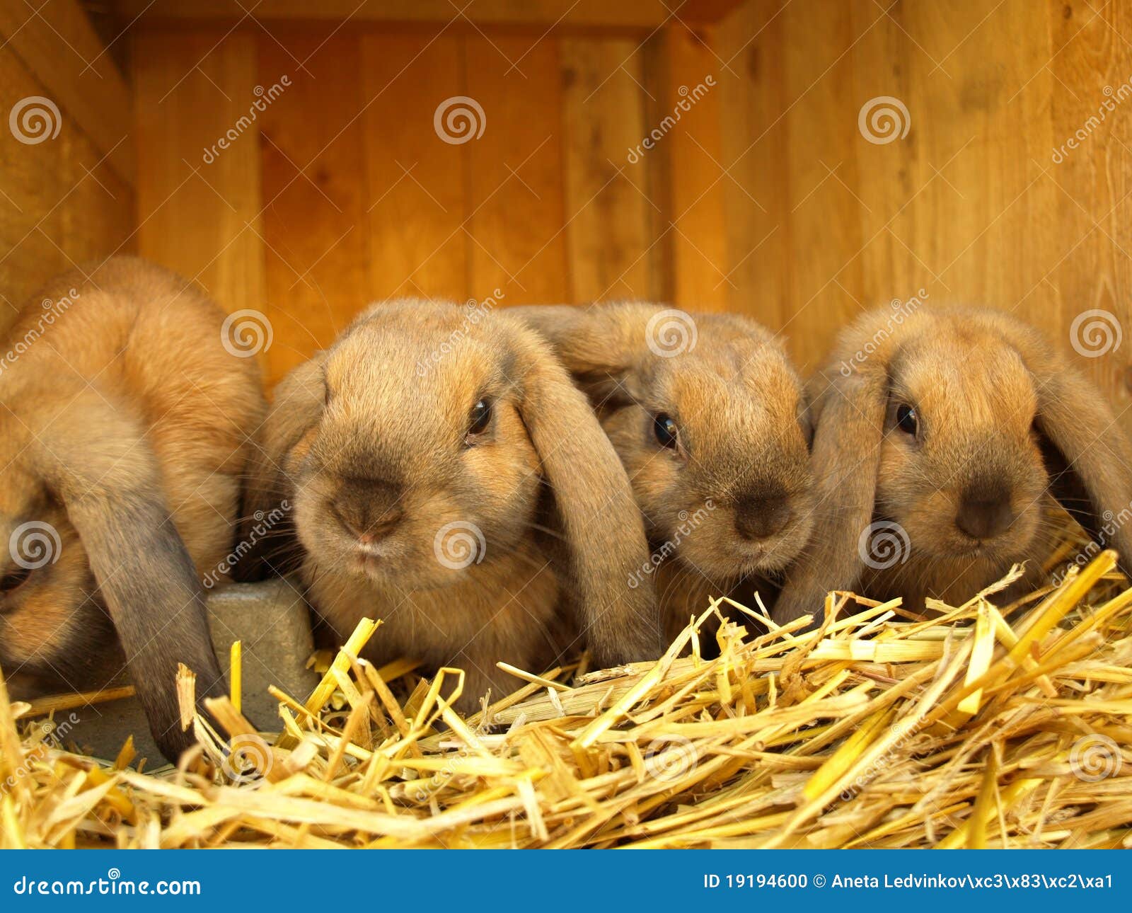 Spring bunnies stock photo. Image of clean, fluffy, little - 19194600