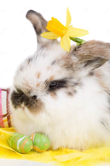 Spring bunny stock photo. Image of flower, holiday, easter - 4315538