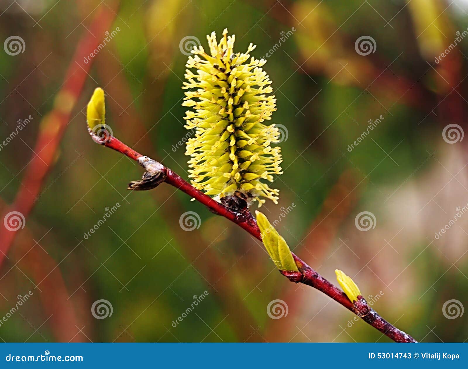Spring burgeon stock image. Image of spring, burgeon - 53014743