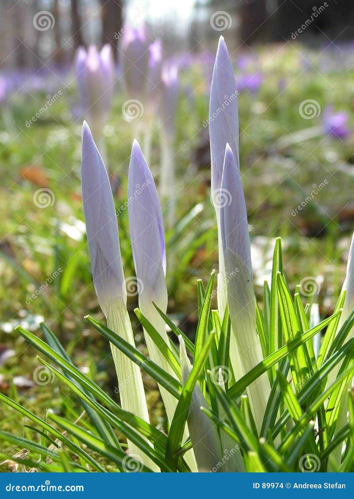 208 Spring Bursts Photos - Free & Royalty-Free Stock Photos from Dreamstime