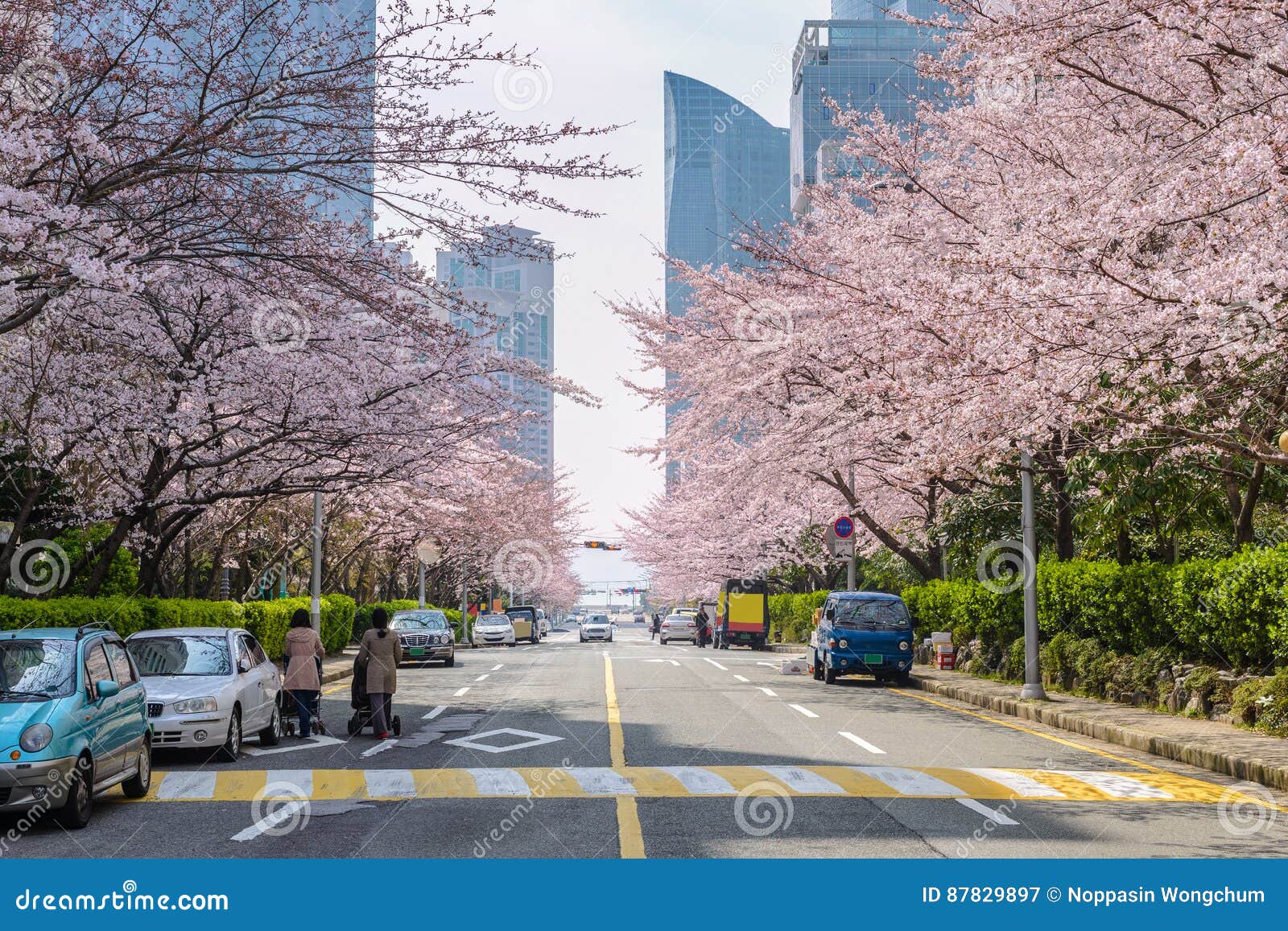 Spring in Busan South Korea Editorial Photography - Image of city ...