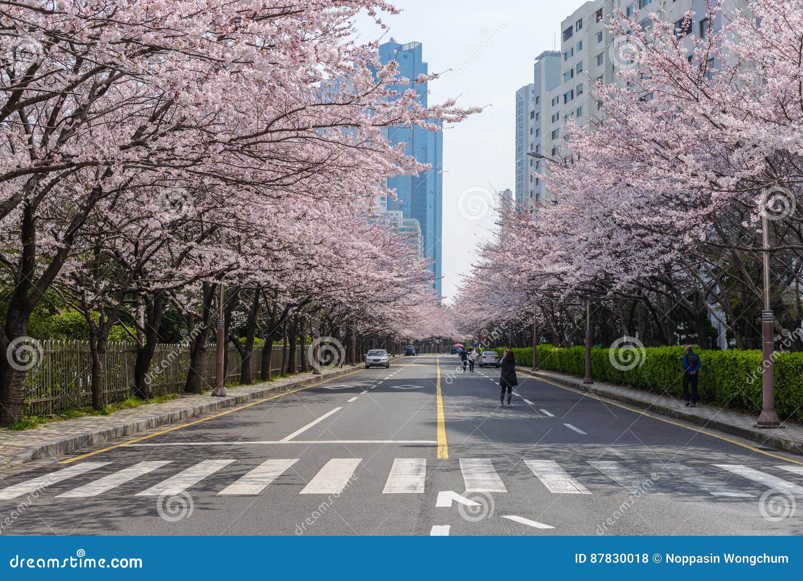 Spring in Busan South Korea Editorial Stock Photo - Image of south ...