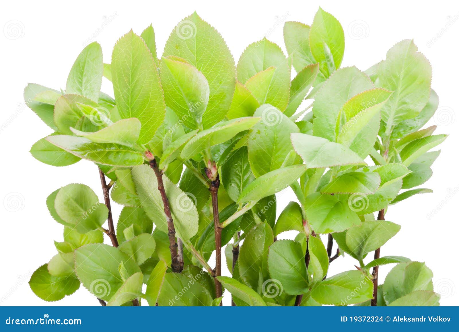 Spring bush of a stock photo. Image of texture, spring - 19372324