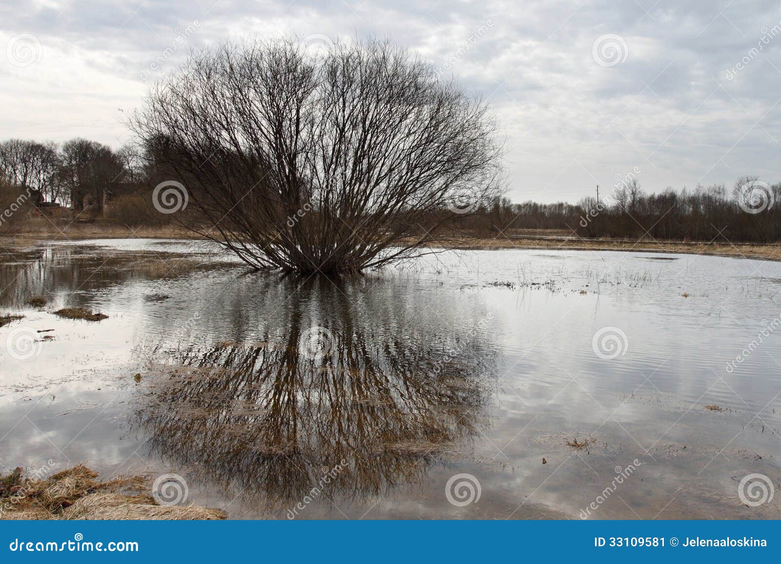 Spring bush stock image. Image of branch, reflection - 33109581