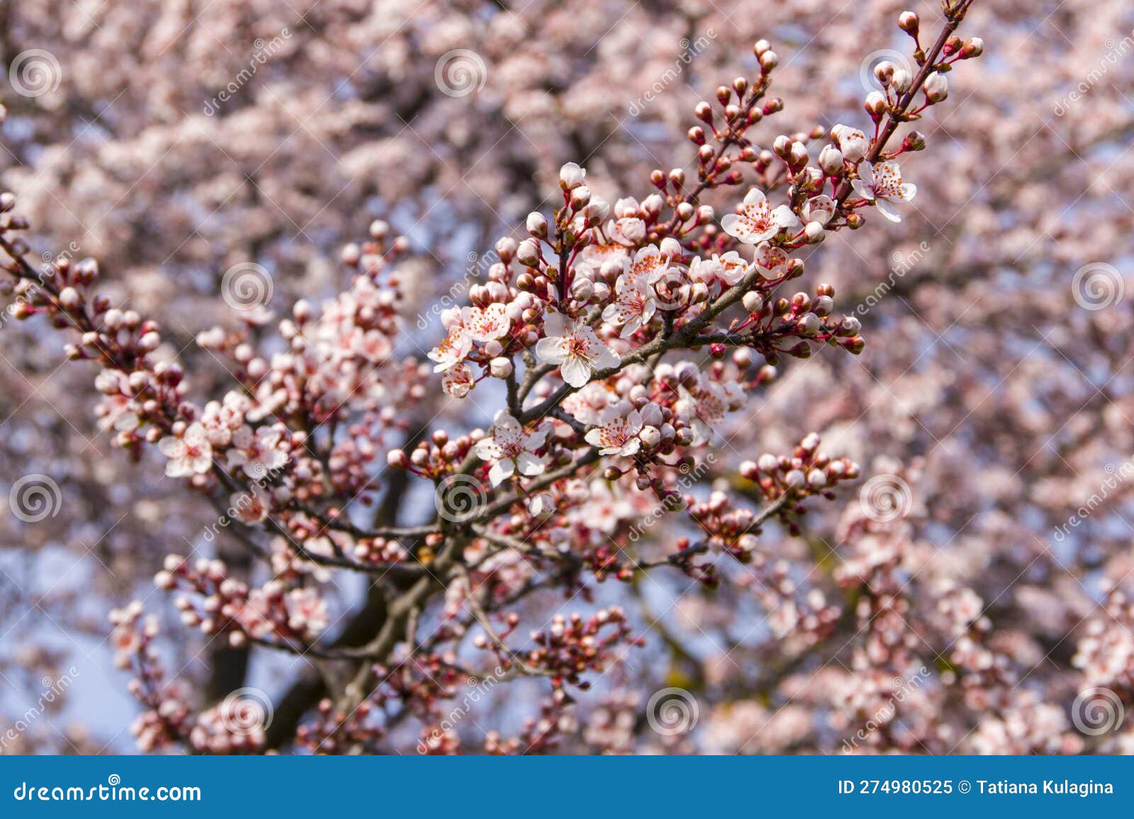 Spring. Bush with Small White Flowers. Stock Image - Image of frost ...