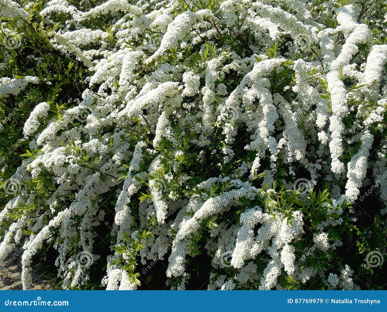 Spring bush white flowers stock image. Image of bush - 87769979