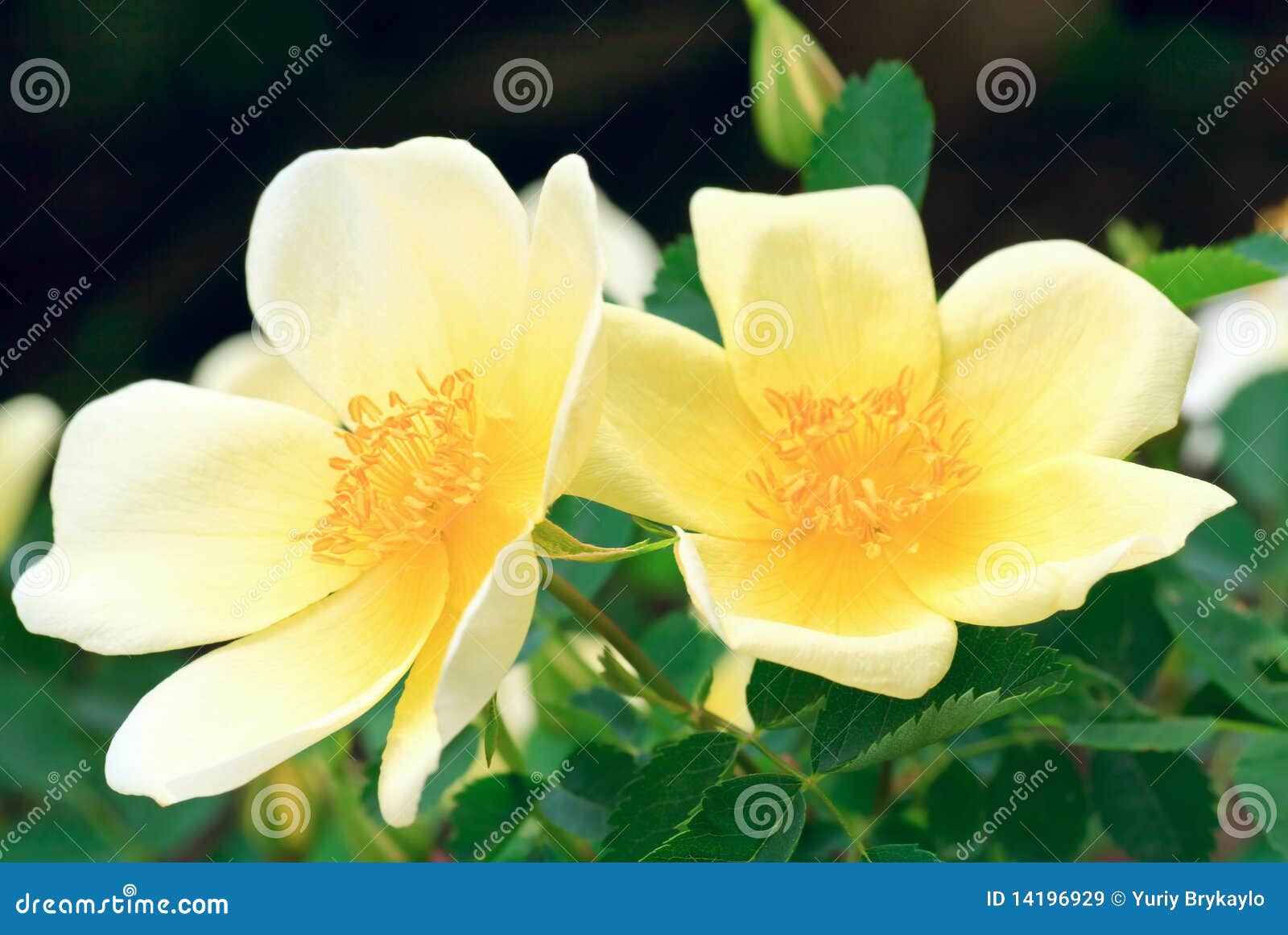 Spring Bush with Yellow Flowers Stock Image - Image of leaf, garden ...