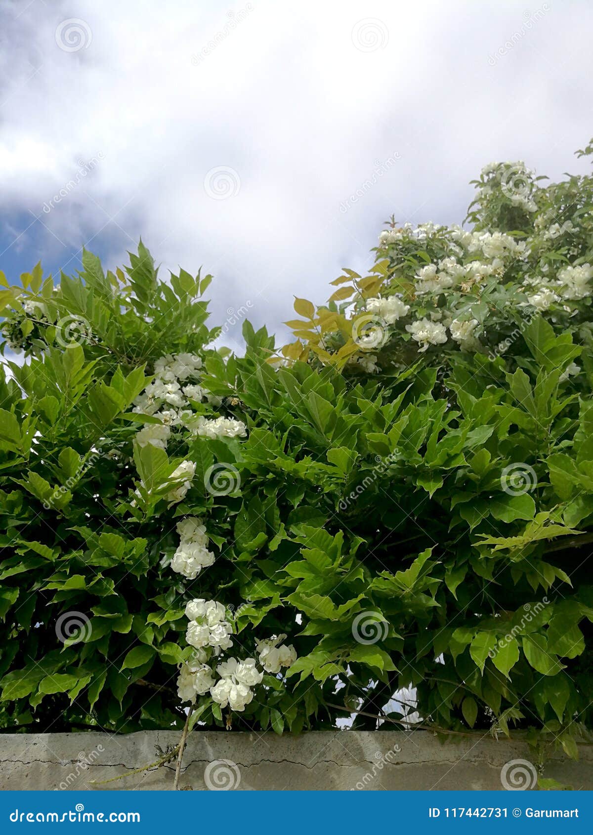 Spring Bushes with the Sky in the Background Stock Image - Image of ...