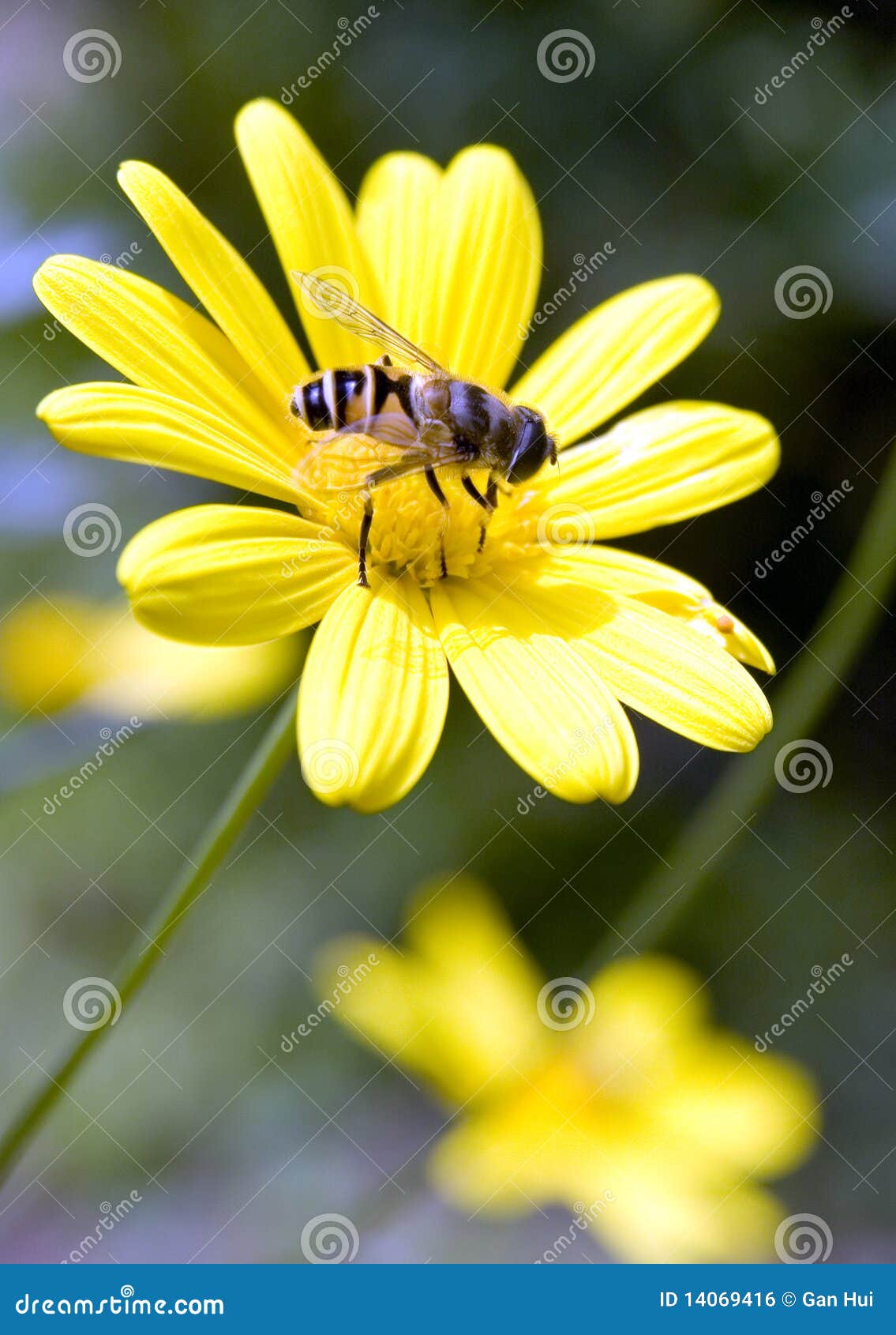 Spring busy bee stock photo. Image of beautiful, detail - 14069416