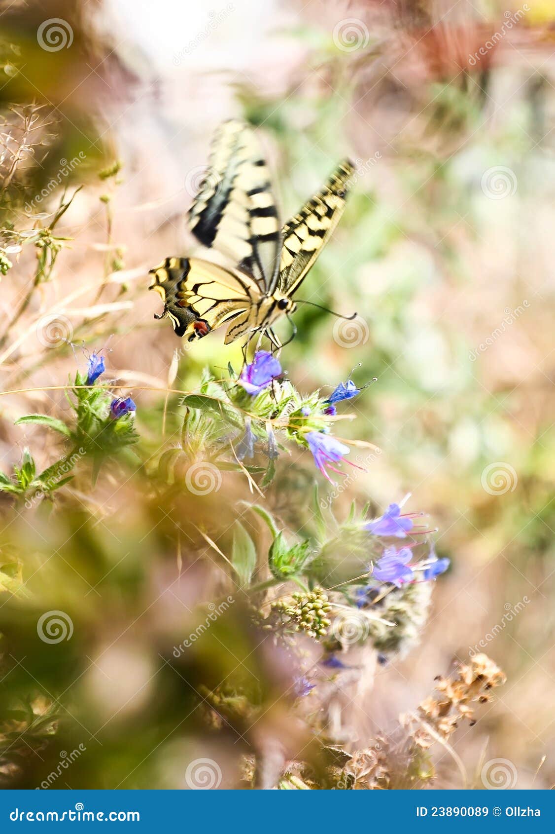 Spring butterfly - monarch stock image. Image of beautiful - 23890089