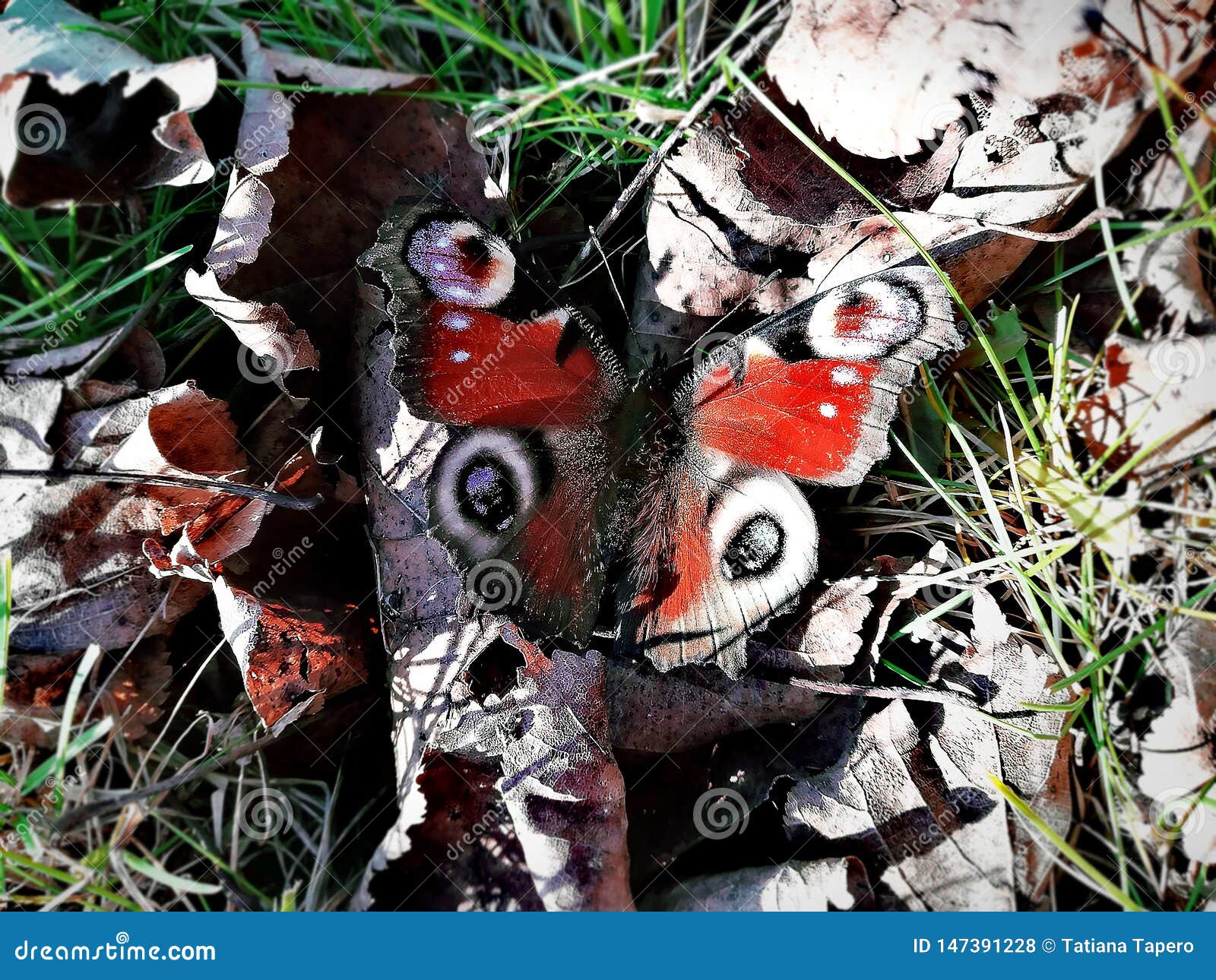 Spring Butterfly on a Sunny Day Stock Photo - Image of insects, abdomen ...