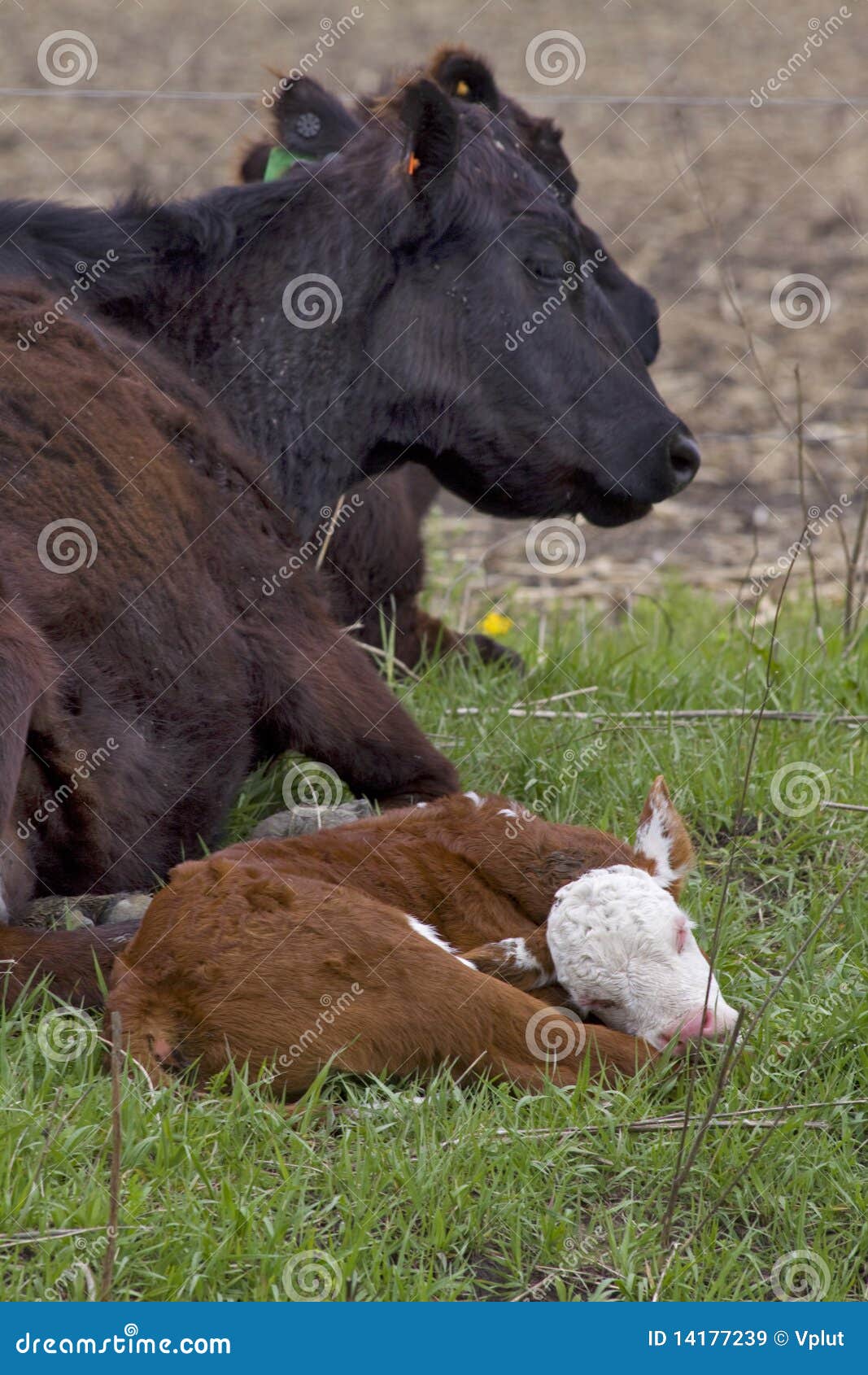 Spring Calf stock image. Image of calves, white, field - 14177239