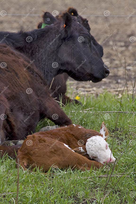 Spring Calf stock image. Image of calves, white, field - 14177239