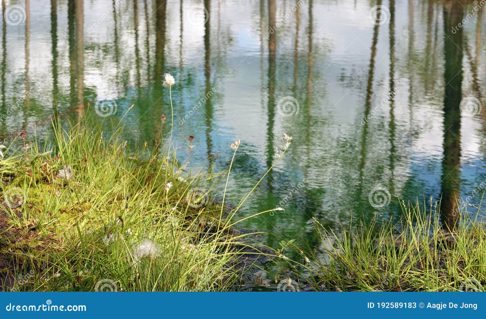 Grodkallan Frog Spring in Swedish Lapland Near Arvidsjaur Stock Image ...