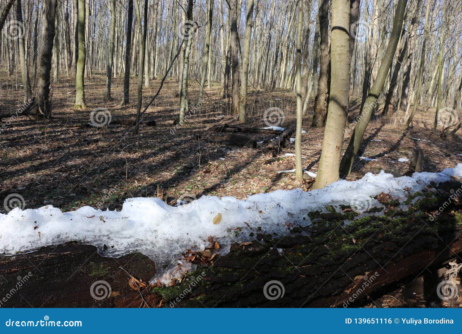 Spring Came in the Forest. the Snow Melted. the Icy Snow Remained Lying ...