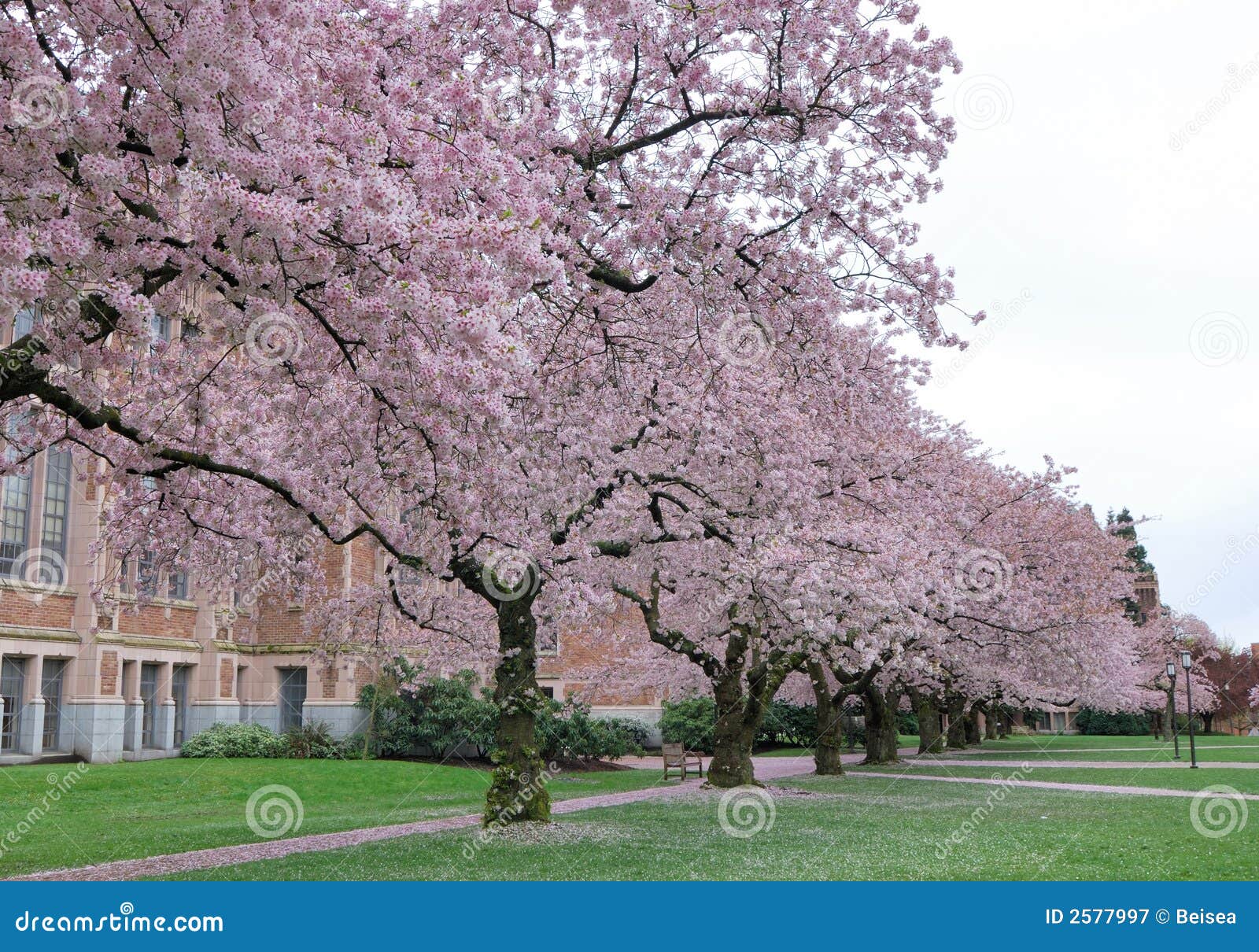 Spring in Campus stock image. Image of leave, quiet, yard - 2577997