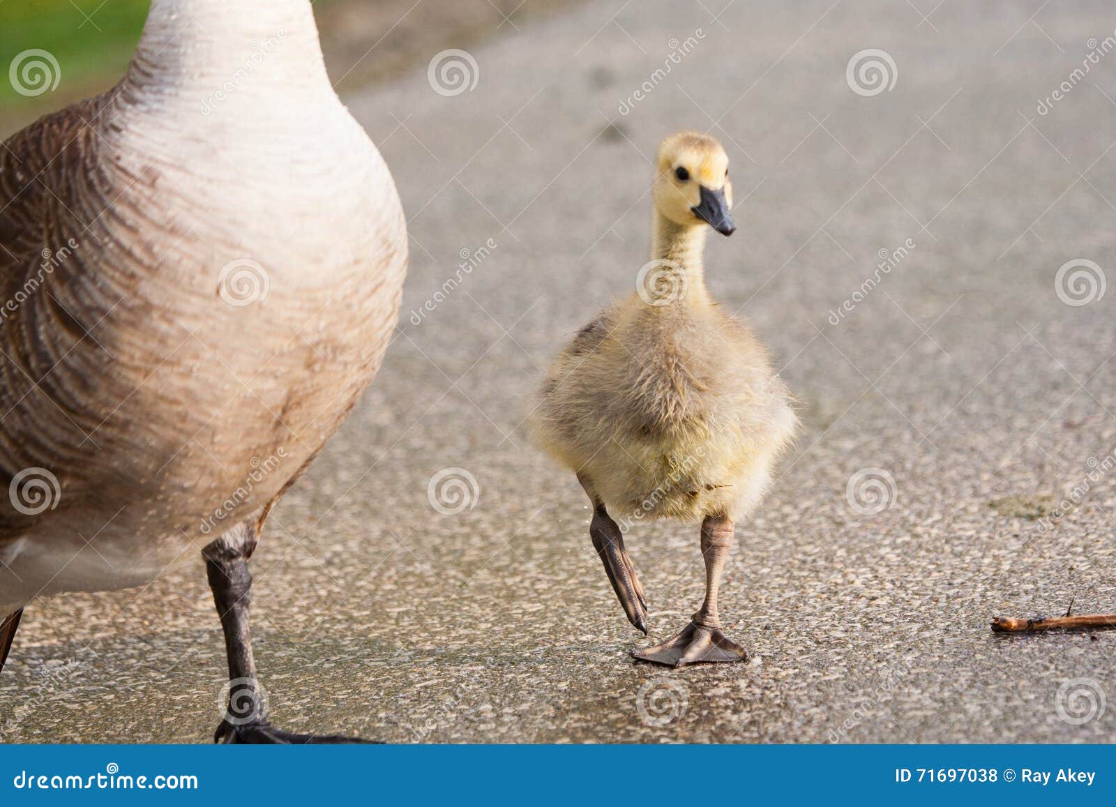 Spring Canada Goose Gosling Stock Photo - Image of wild, gosling: 71697038