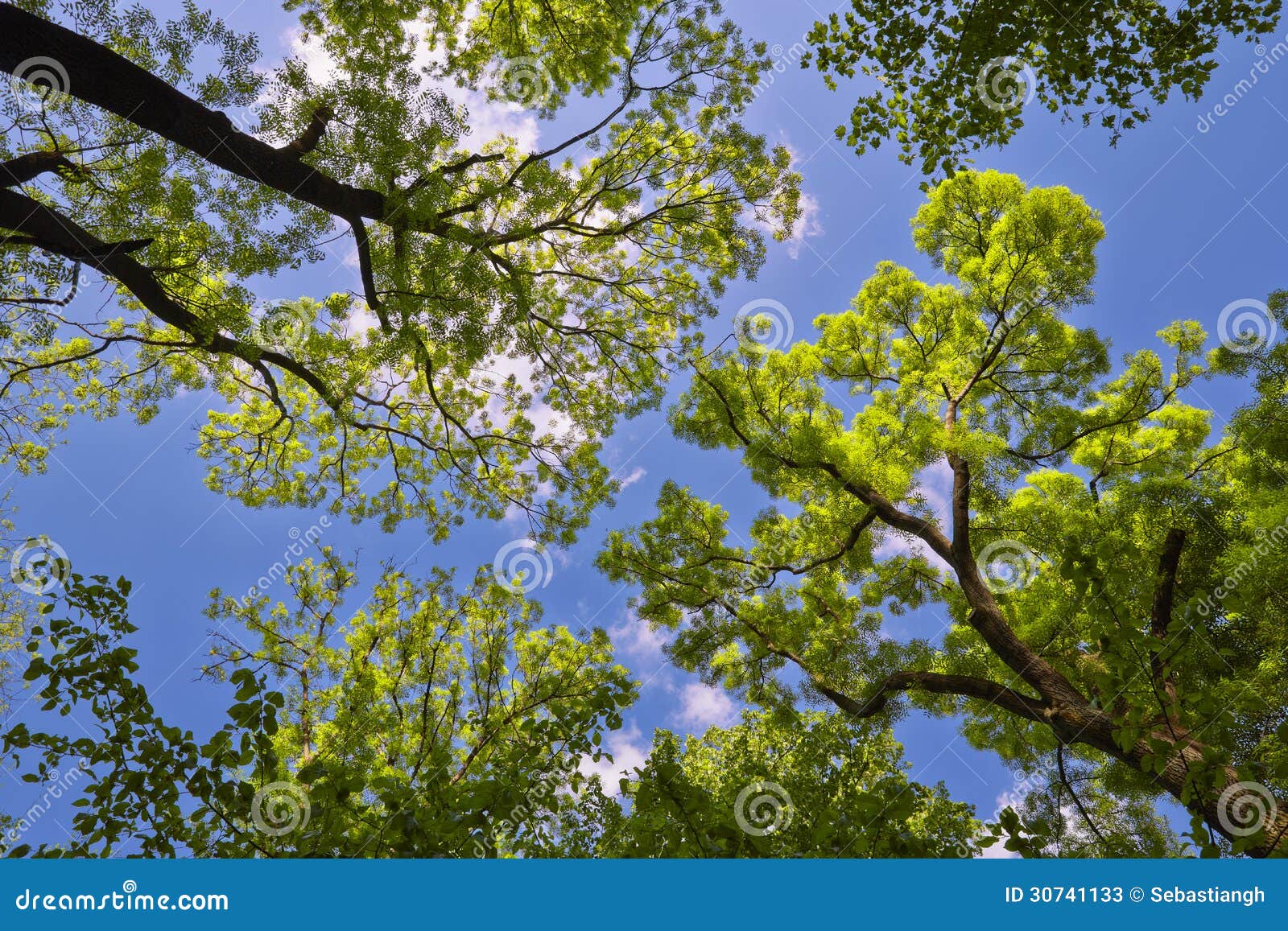 Spring canopy stock image. Image of outdoors, flora, orange - 30741133