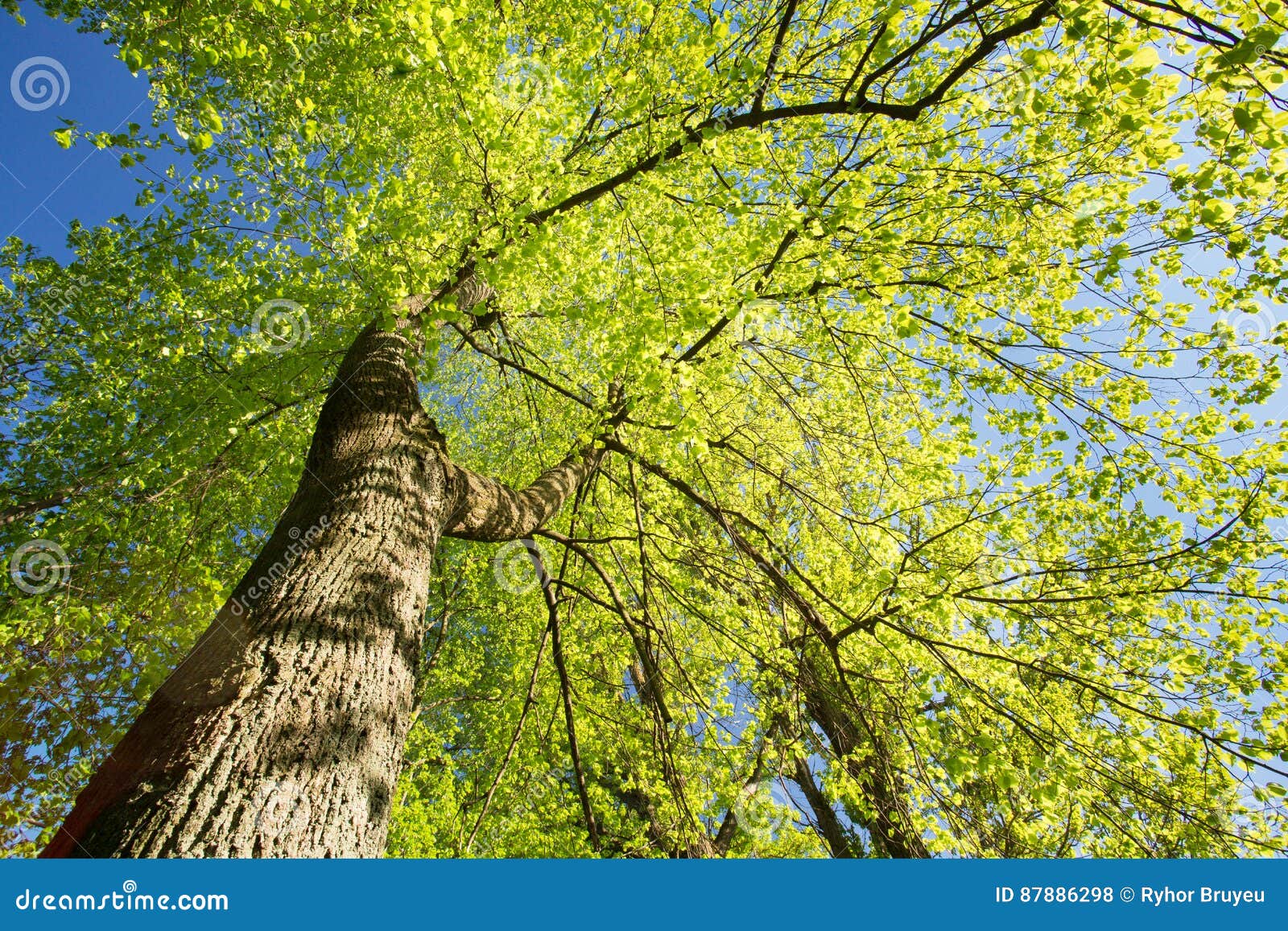 Spring Canopy of Tree. Deciduous Forest, Summer Nature at Sunny Day ...