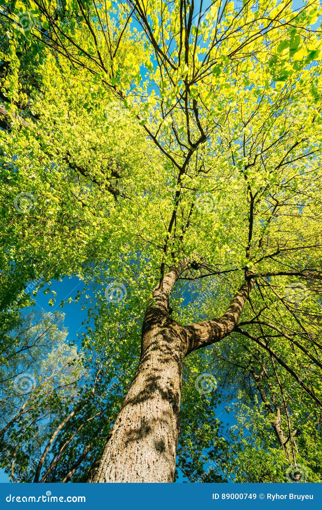 Spring Canopy of Tree. Deciduous Forest, Summer Nature at Sunny Stock ...
