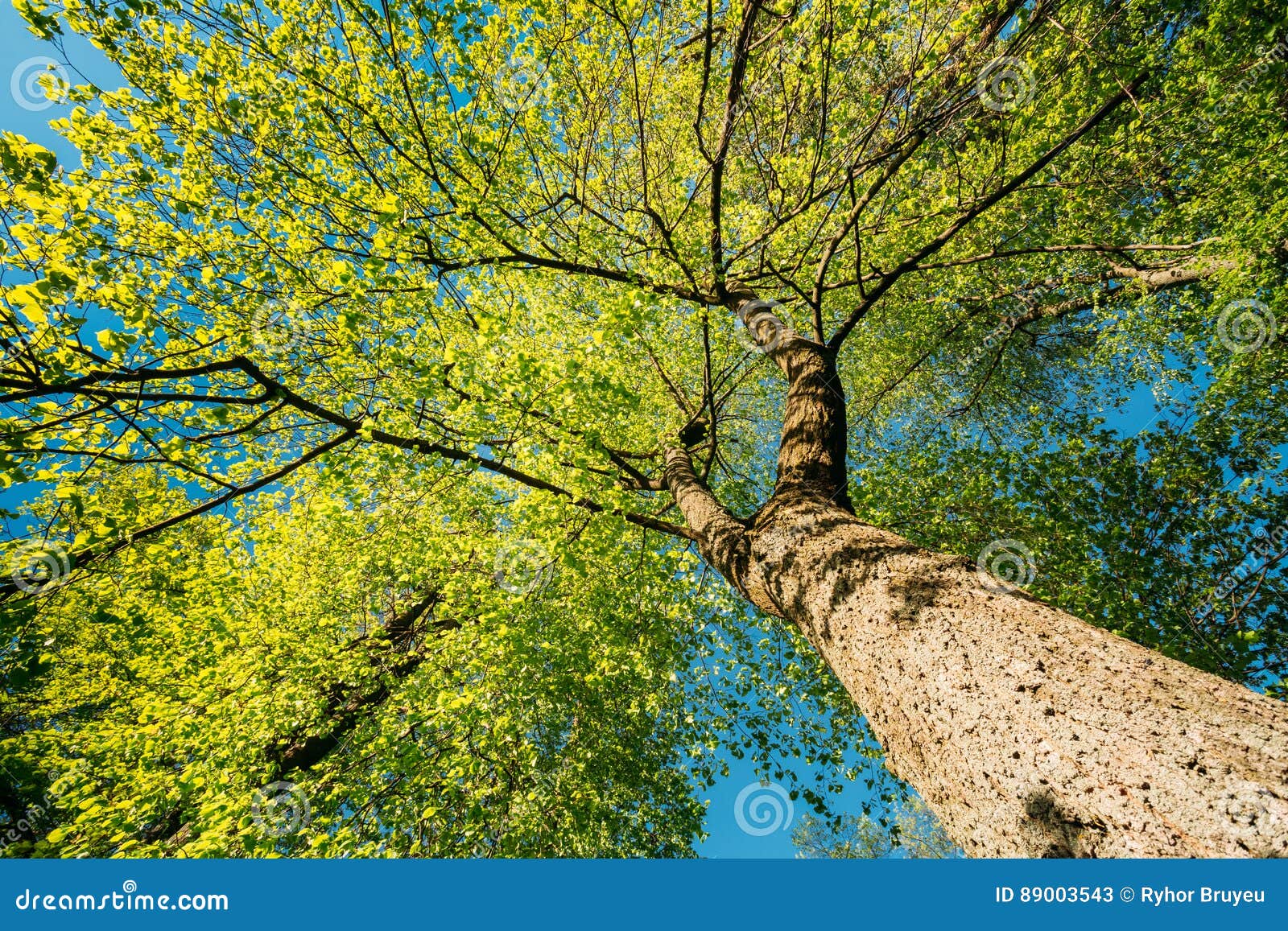 Spring Canopy of Tree. Deciduous Forest, Summer Nature at Sunny Stock ...