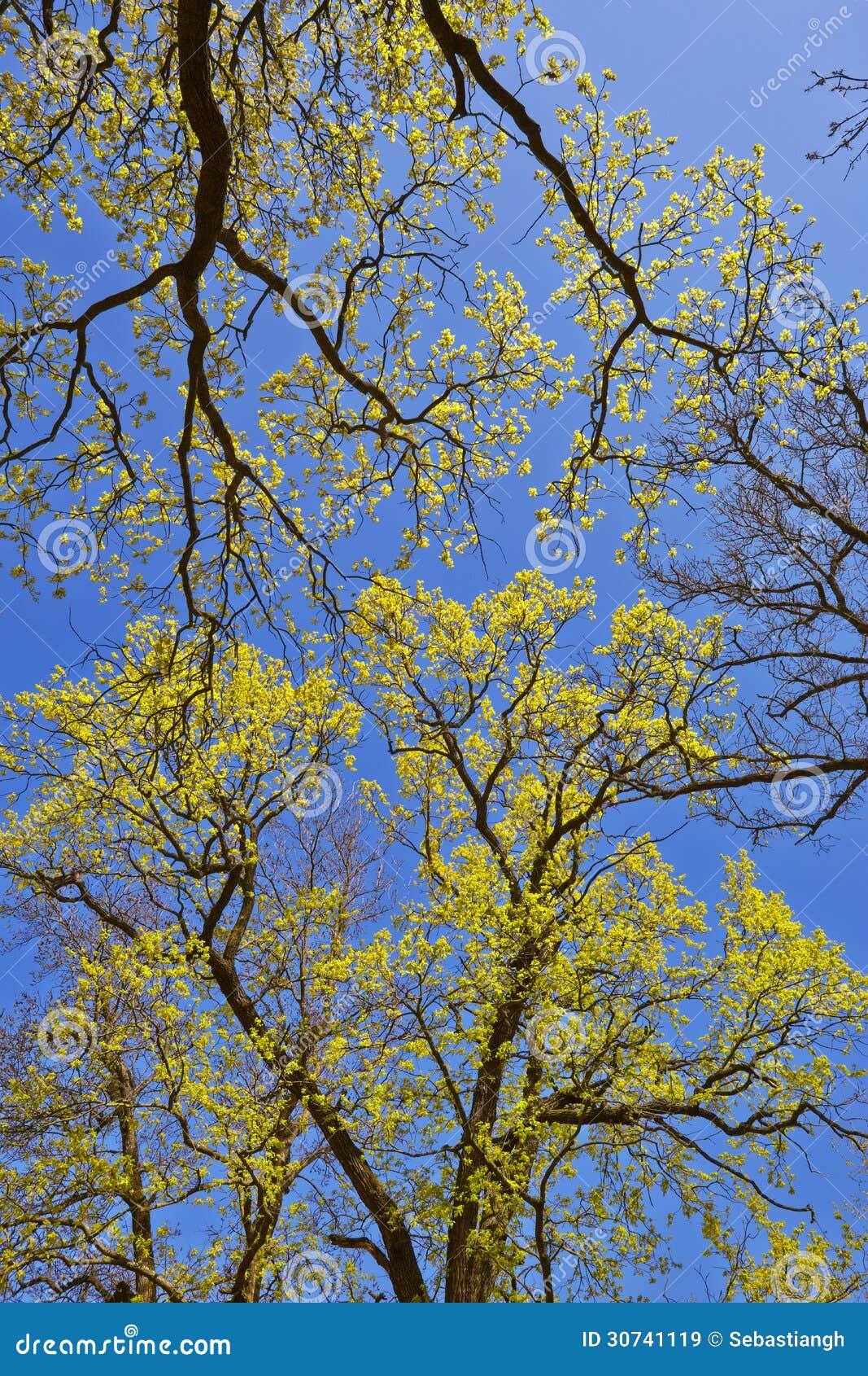 Spring canopy stock image. Image of beautiful, organic - 30741119