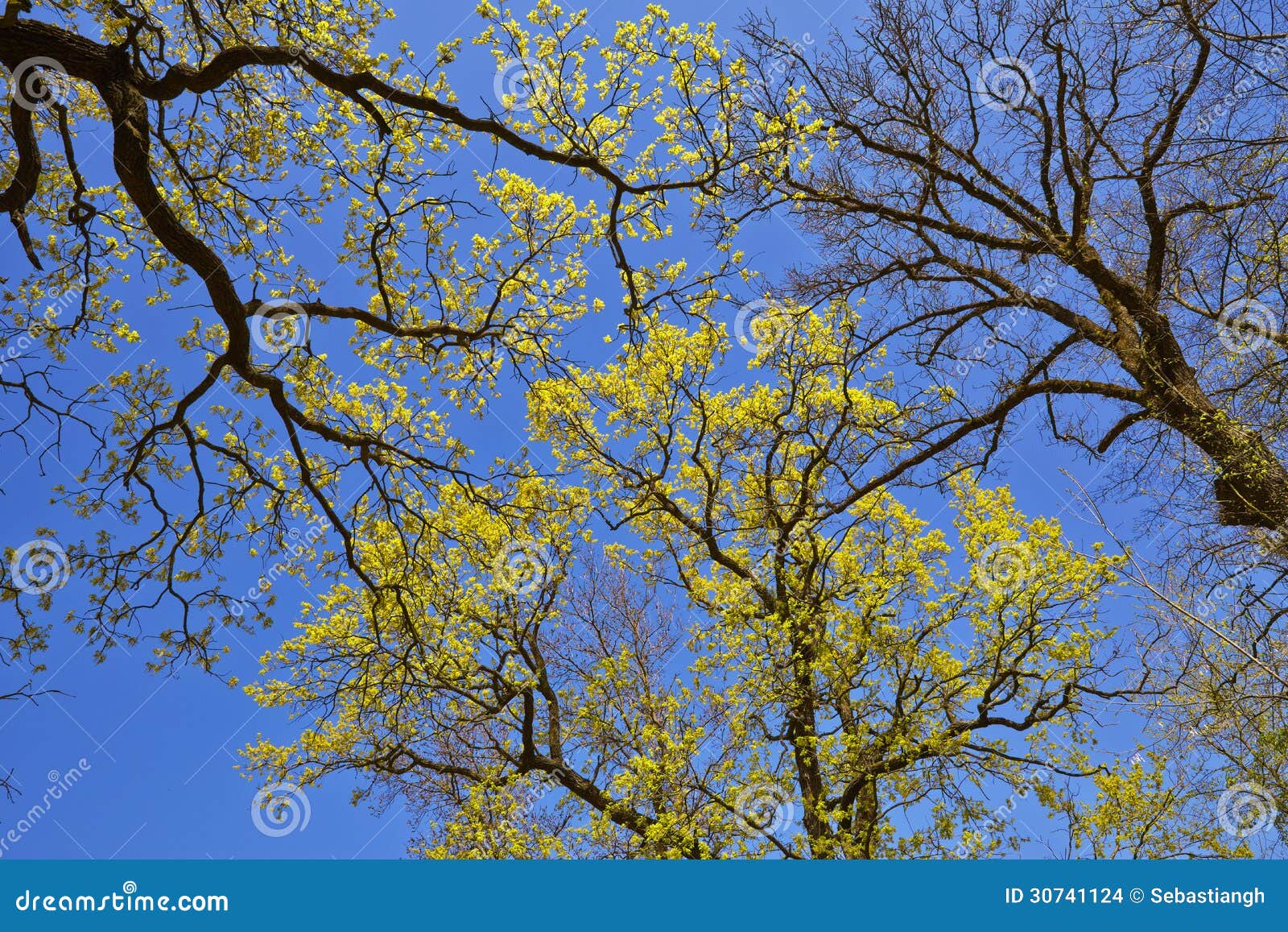 Spring canopy stock photo. Image of biosphere, ecology - 30741124