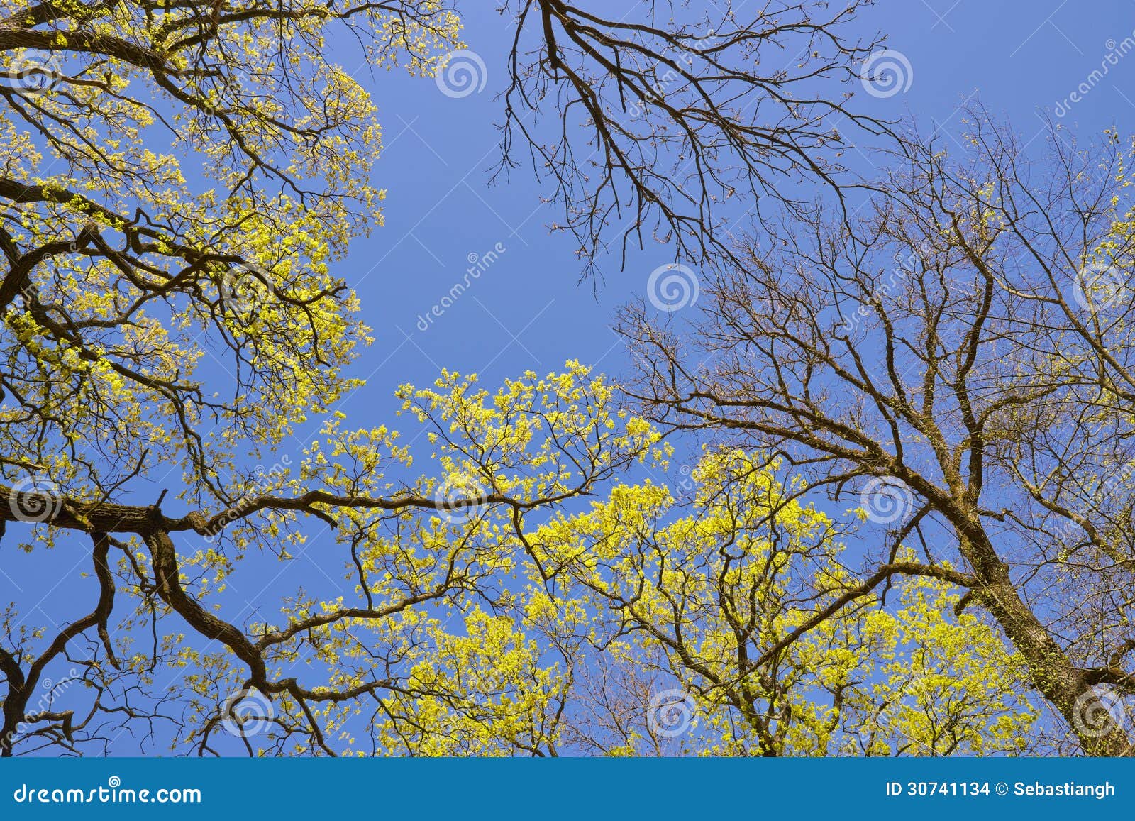 Spring canopy stock photo. Image of biosphere, flora - 30741134