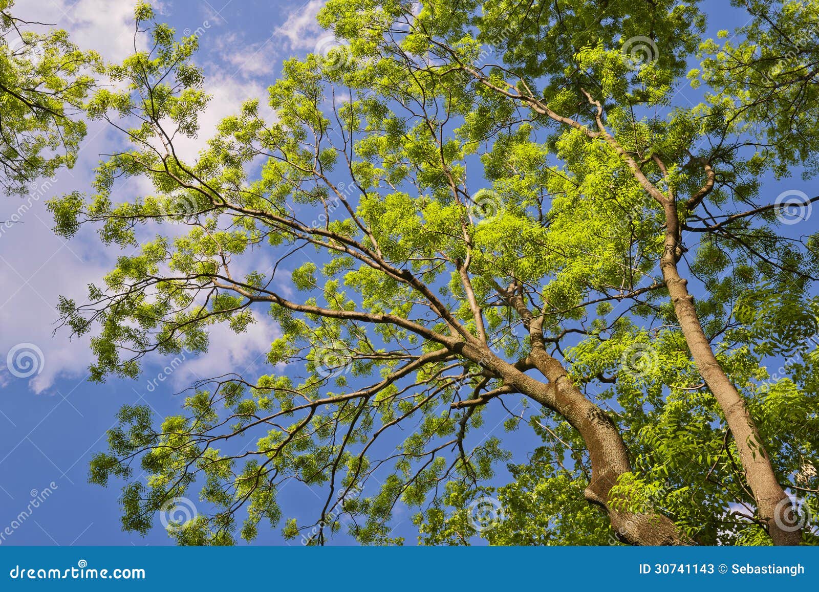 Spring canopy stock image. Image of natural, organic - 30741143