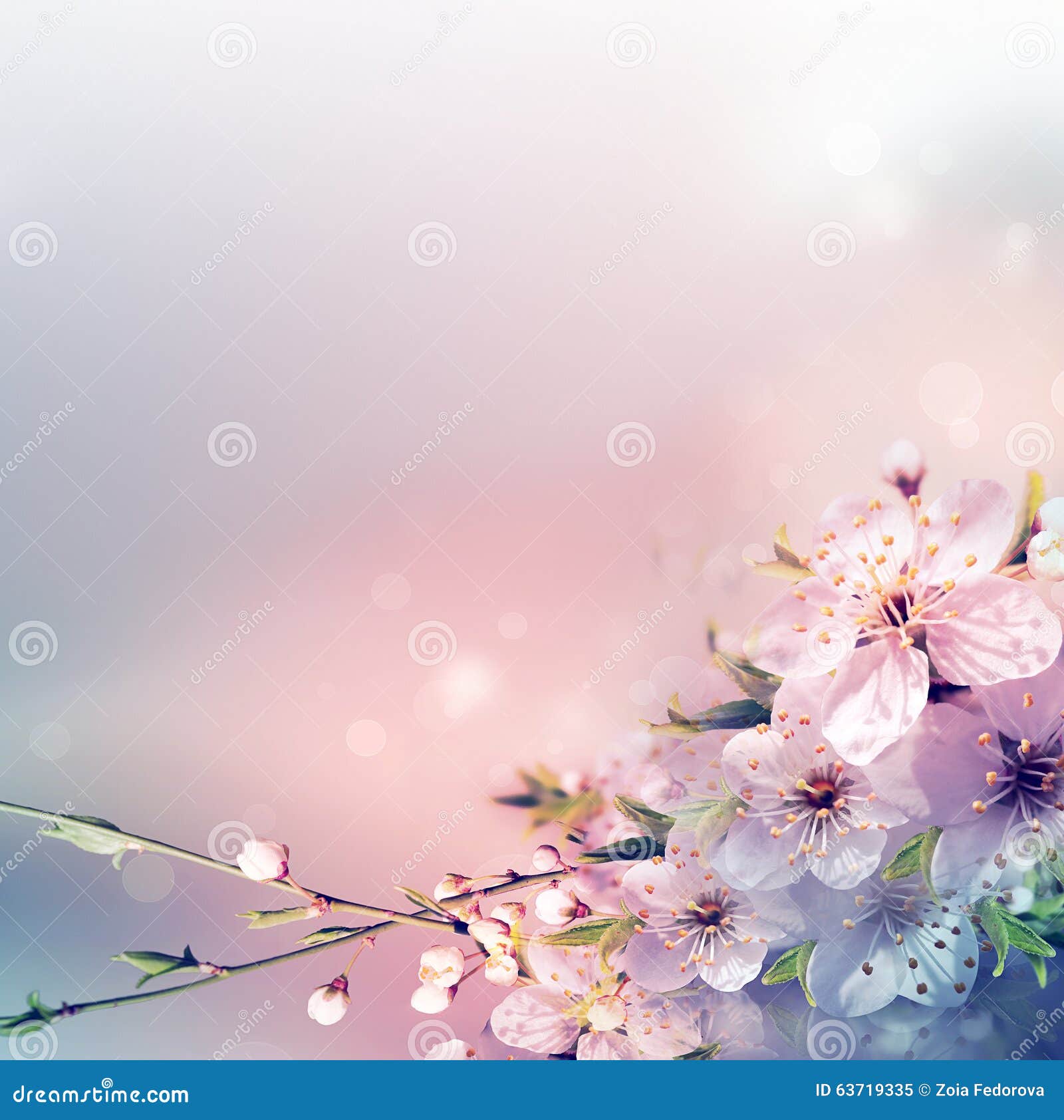 Spring card background stock image. Image of floral, blossom - 63719335