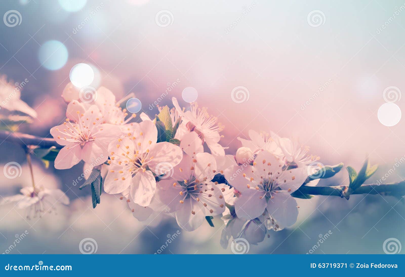 Spring card background stock image. Image of blossom - 63719371