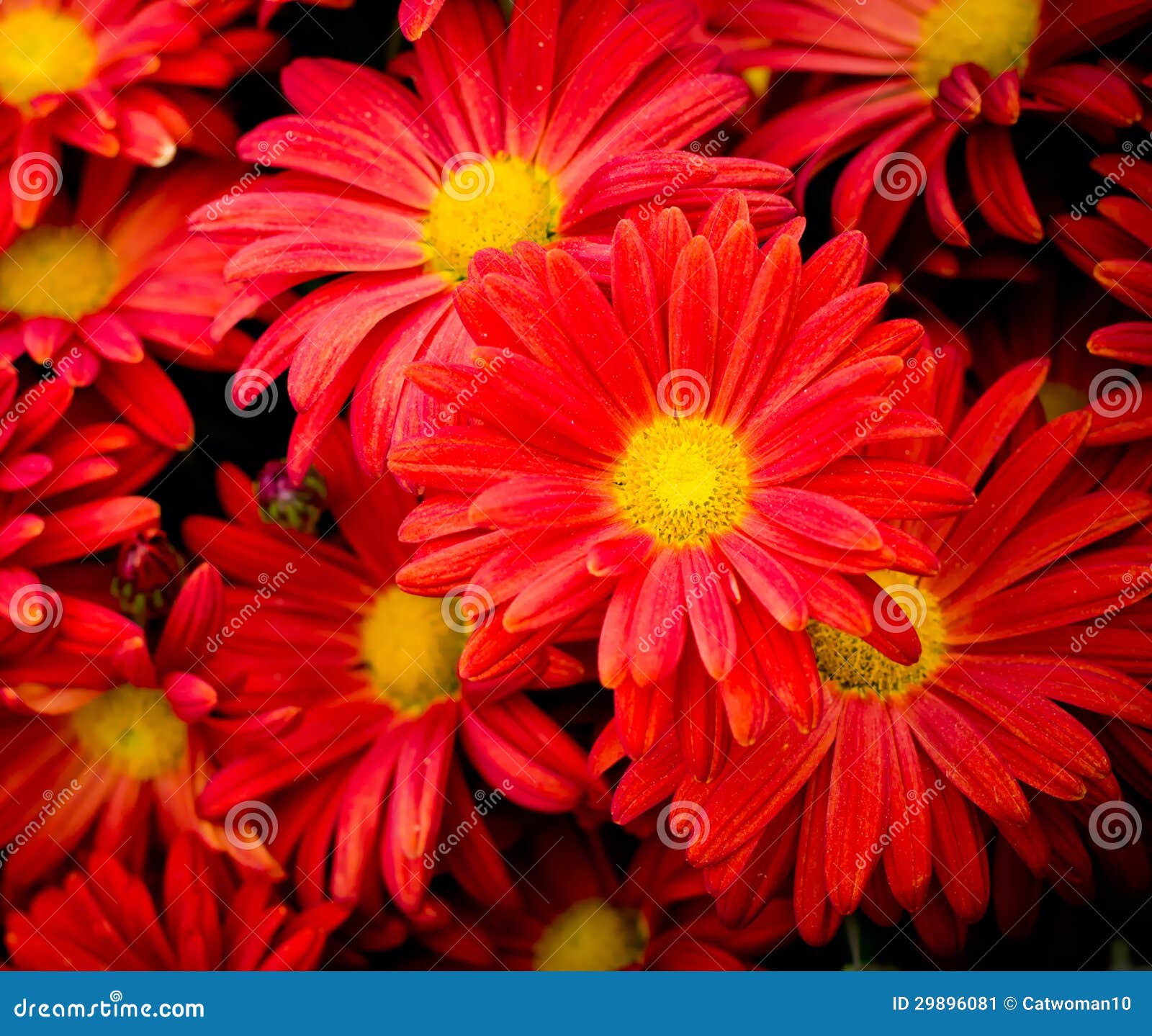 Red flowers stock image. Image of field, beauty, colors - 29896081