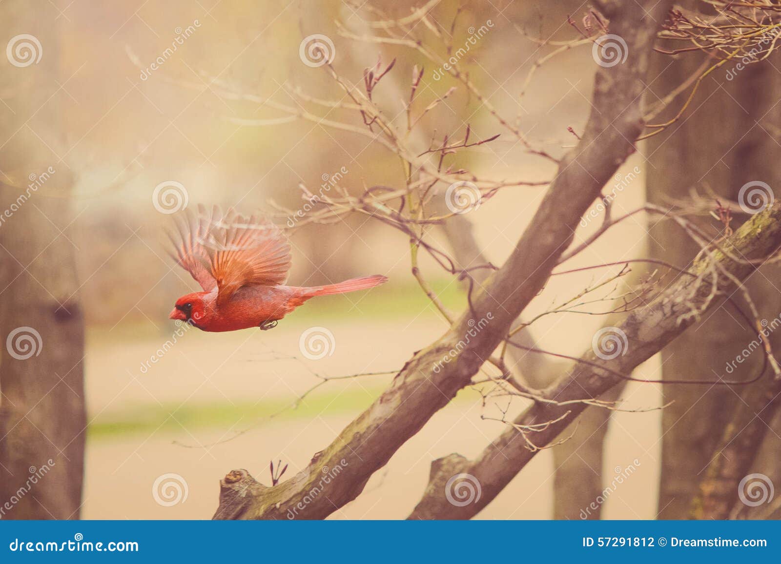 Spring cardinal stock photo. Image of sunrise, birds - 57291812