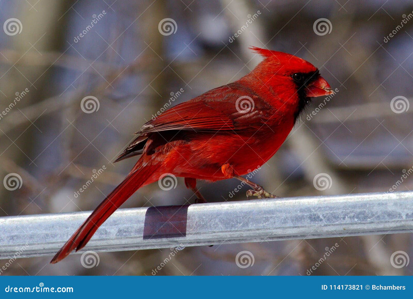 Spring Cardinal stock image. Image of sunshine, bird - 114173821