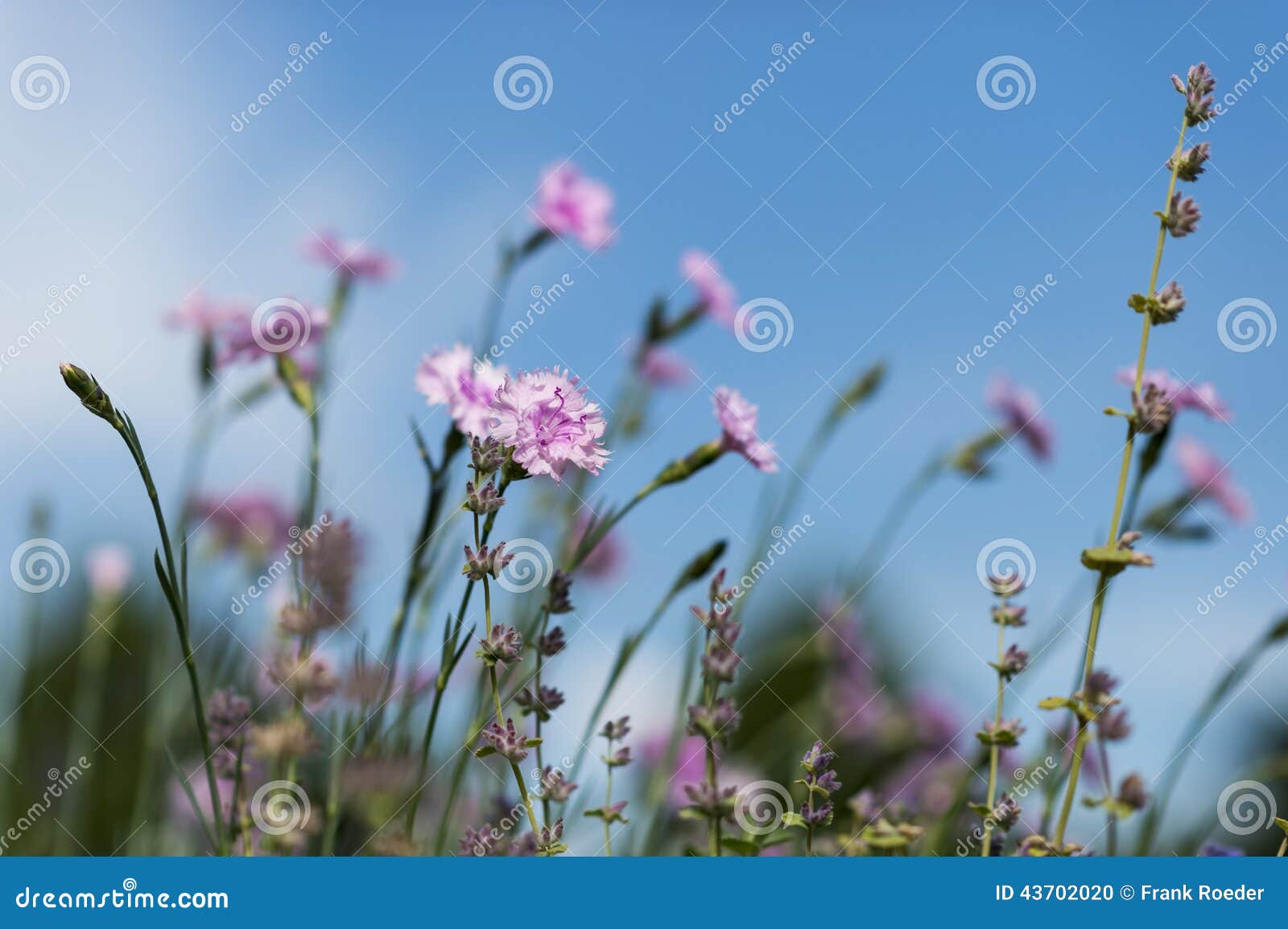 Spring carnations stock photo. Image of pink, sunshine - 43702020