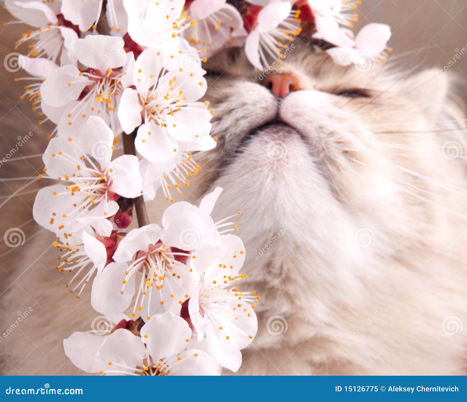 Spring cat stock image. Image of tree, object, flower - 15126775