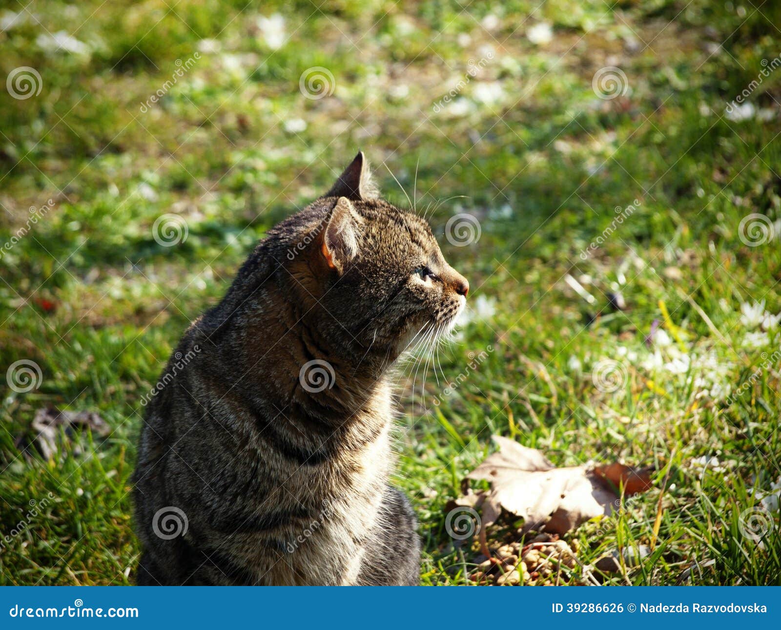 Spring Cat stock photo. Image of grass, pretty, spring - 39286626