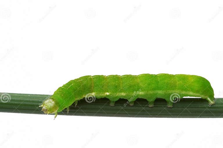 Spring caterpillar stock photo. Image of risk, spring - 4629996
