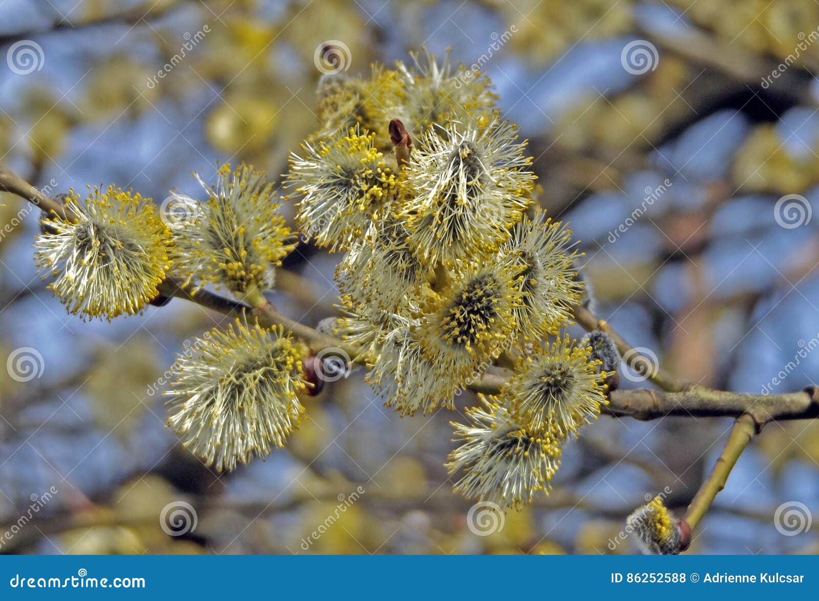 Spring catkin blooms stock photo. Image of growth, nature - 86252588