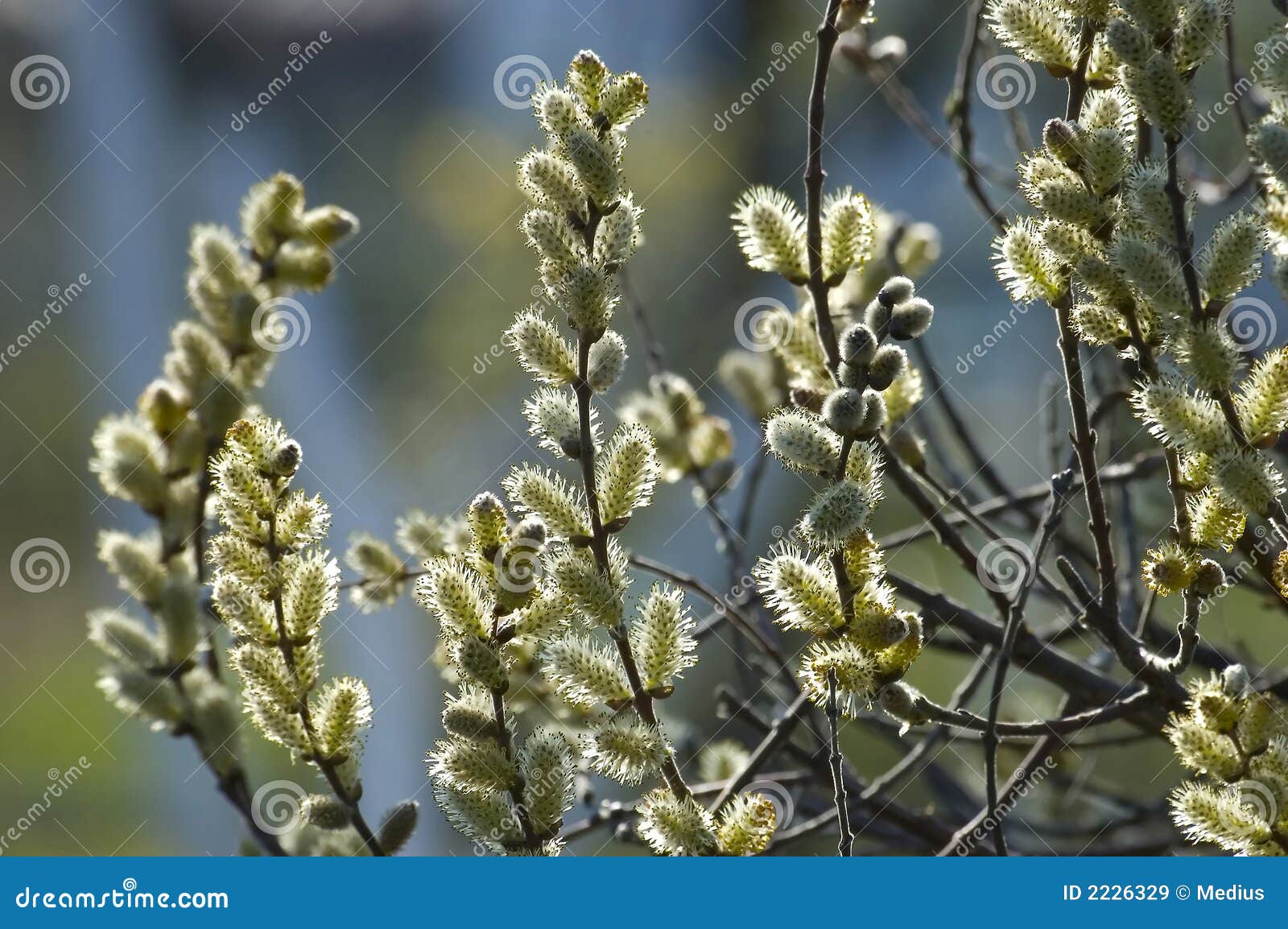 Spring catkins stock image. Image of freshness, sprig - 2226329