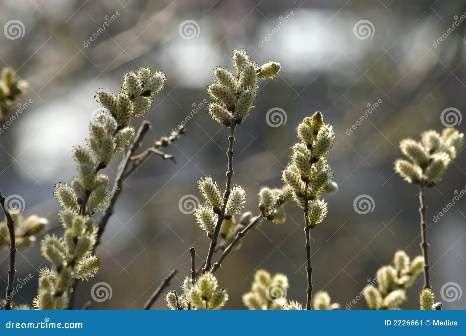 Spring catkins stock image. Image of blossom, buds, season - 2226661