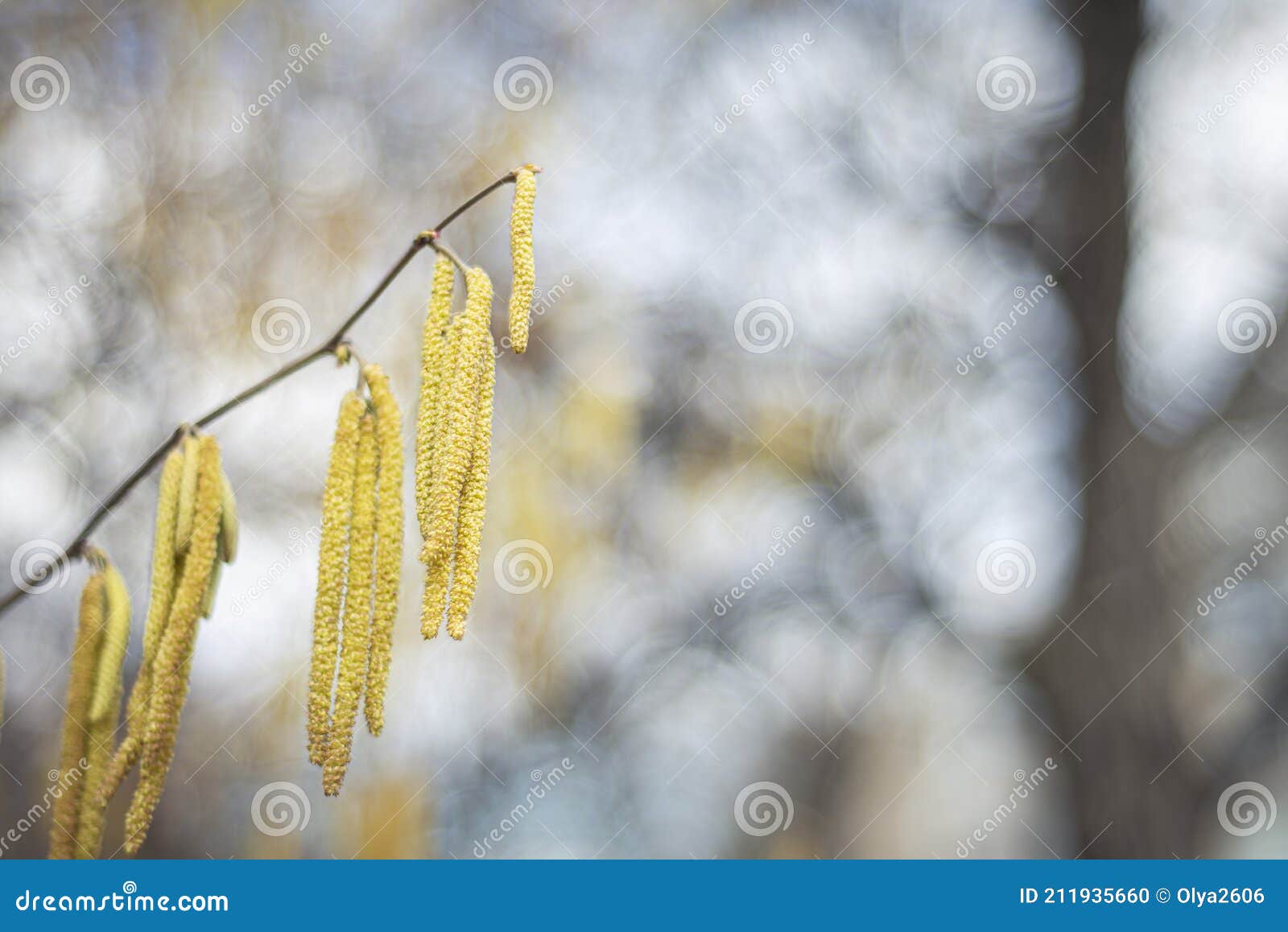 Spring Catkins Hanging from a Tree, Stock Photo - Image of blue, catkin ...