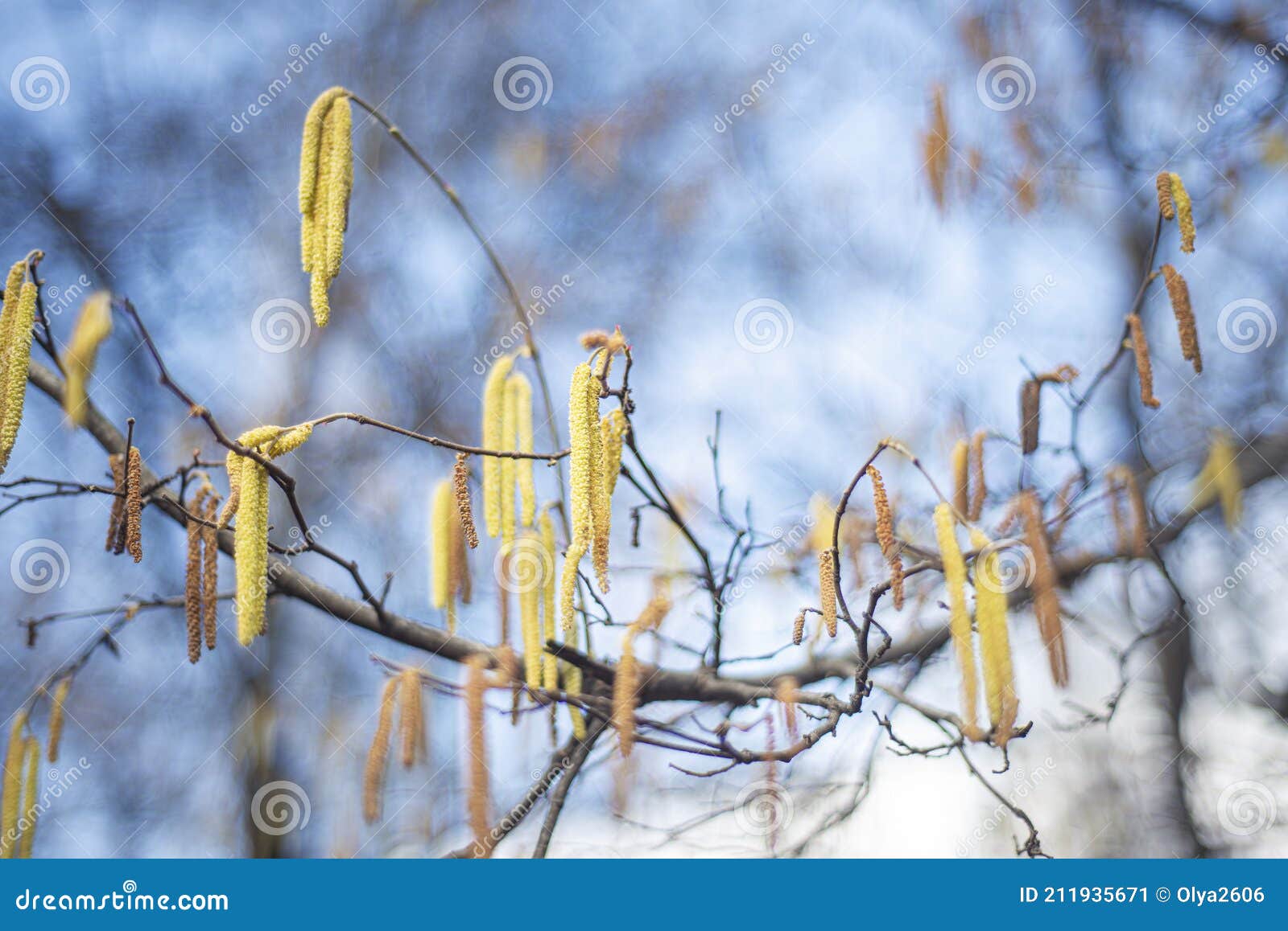 Spring Catkins Hanging from a Tree, Stock Image - Image of catkin ...