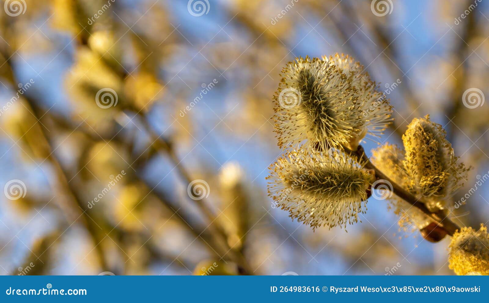 Spring Catkins in the Setting Sun. Easter Holidays. Stock Photo - Image ...