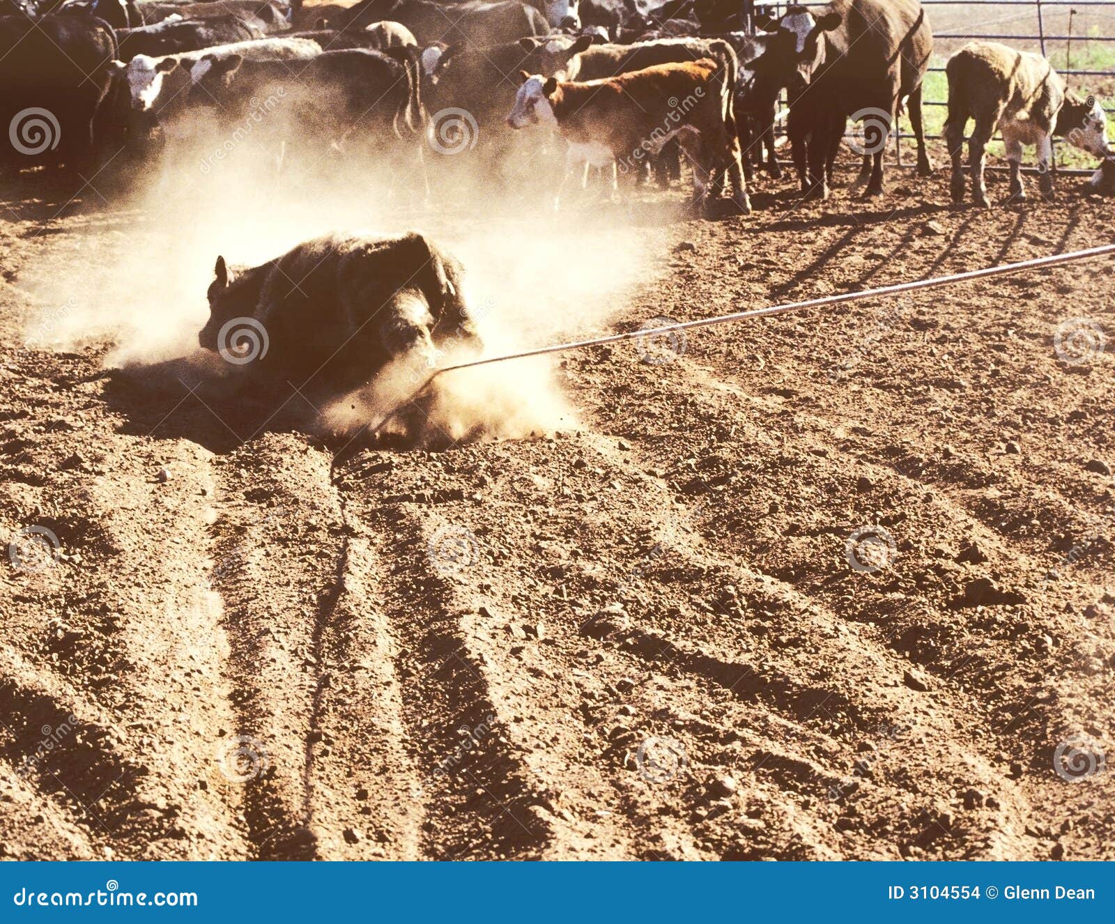 Spring Cattle Roundup stock photo. Image of cattleman - 3104554