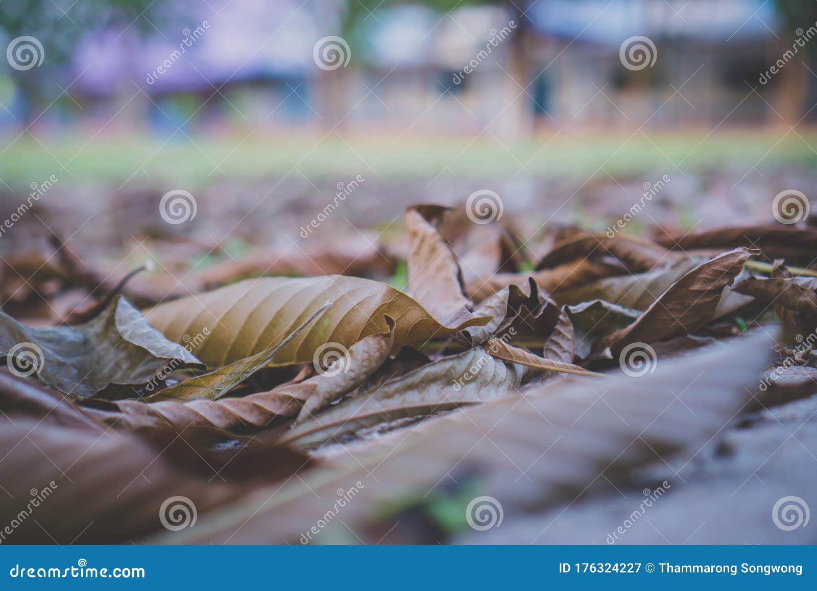 Spring Causes the Leaves To Fall All Stock Image - Image of bamboo ...