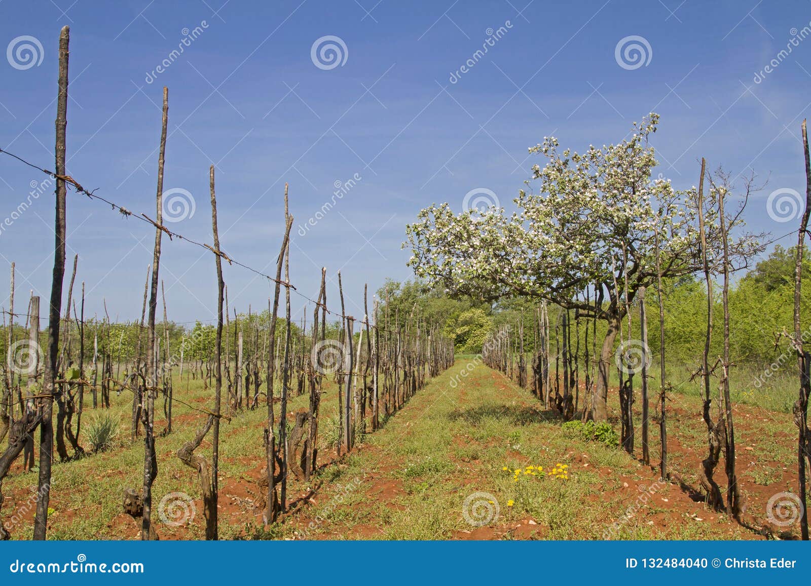 Spring in central Istria stock photo. Image of pazin - 132484040